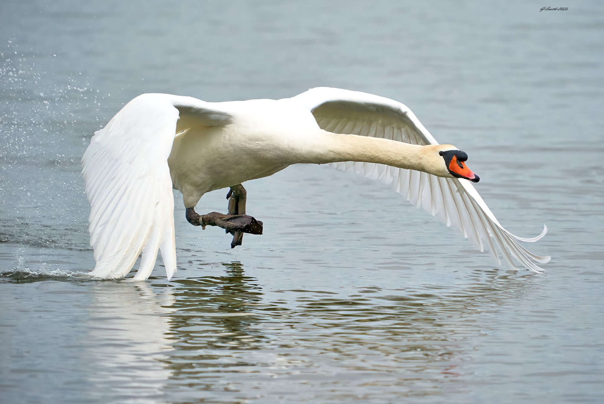 swan 2023 2.jpg | Sony Alpha Forums - AlphaShooters.com