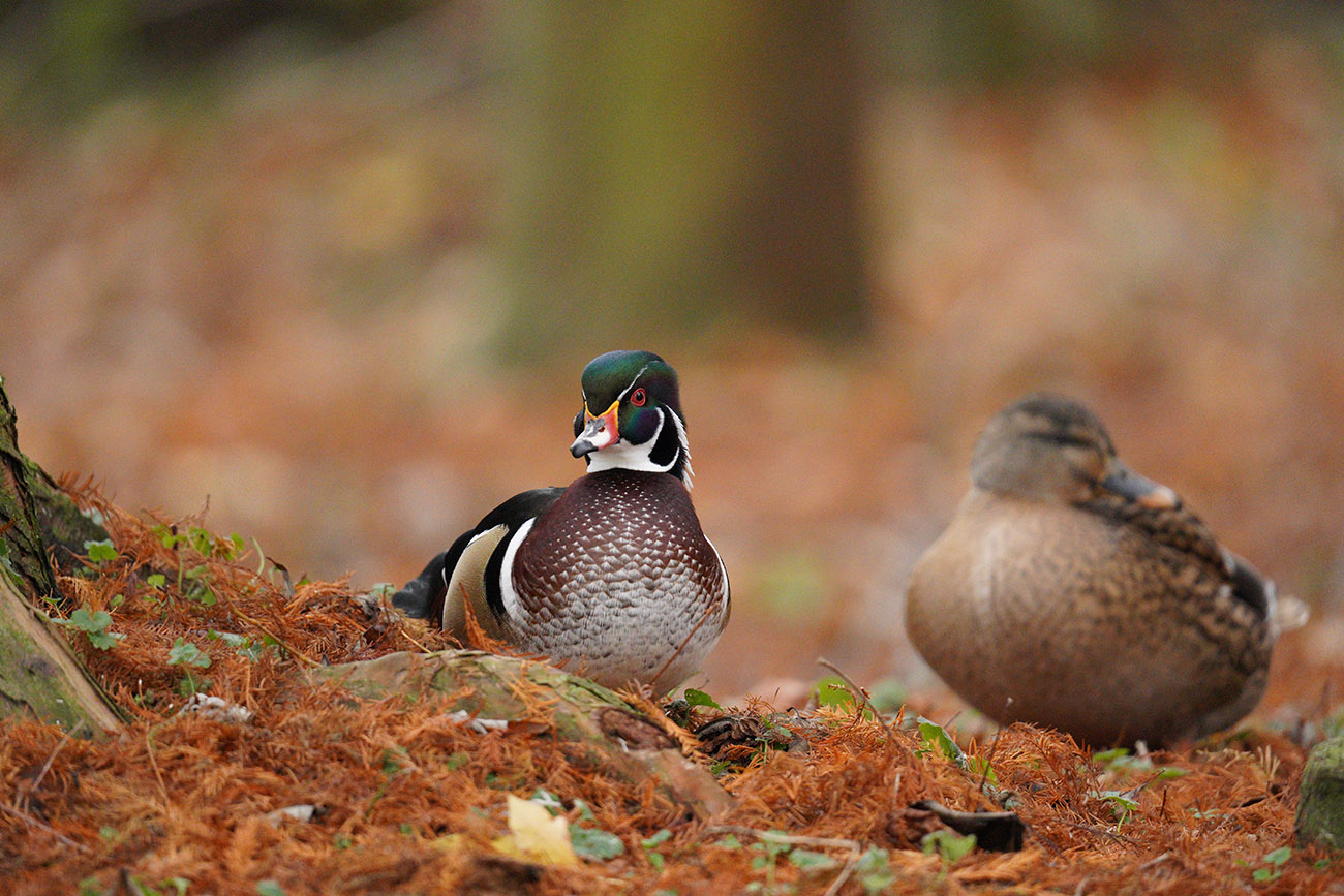 Sony a7III Sample Images (RAW & SOOC JPGs) - AlphaShooters.com