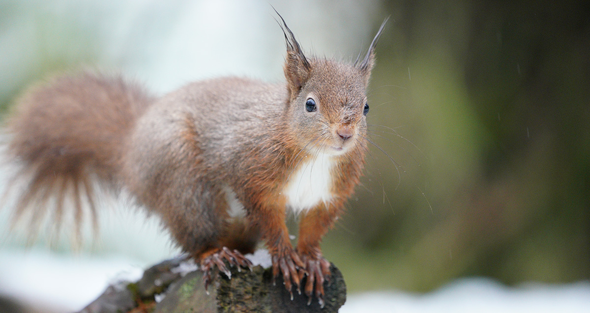 Sony a7R III vs The Red Squirrel - Alpha Shooters