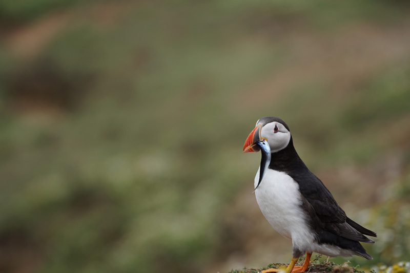 Skomer Island Wildlife Workshop - AlphaShooters.com